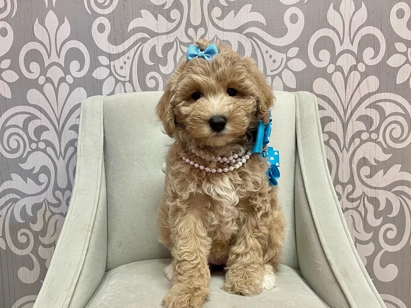 Miniature Goldendoodle 2nd Gen-DOG-Female-Cream-3833967-Furry Babies ...