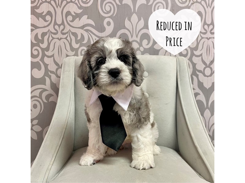 Cockapoo-DOG-Male-Blue merle & White-3851076-Furry Babies Portage